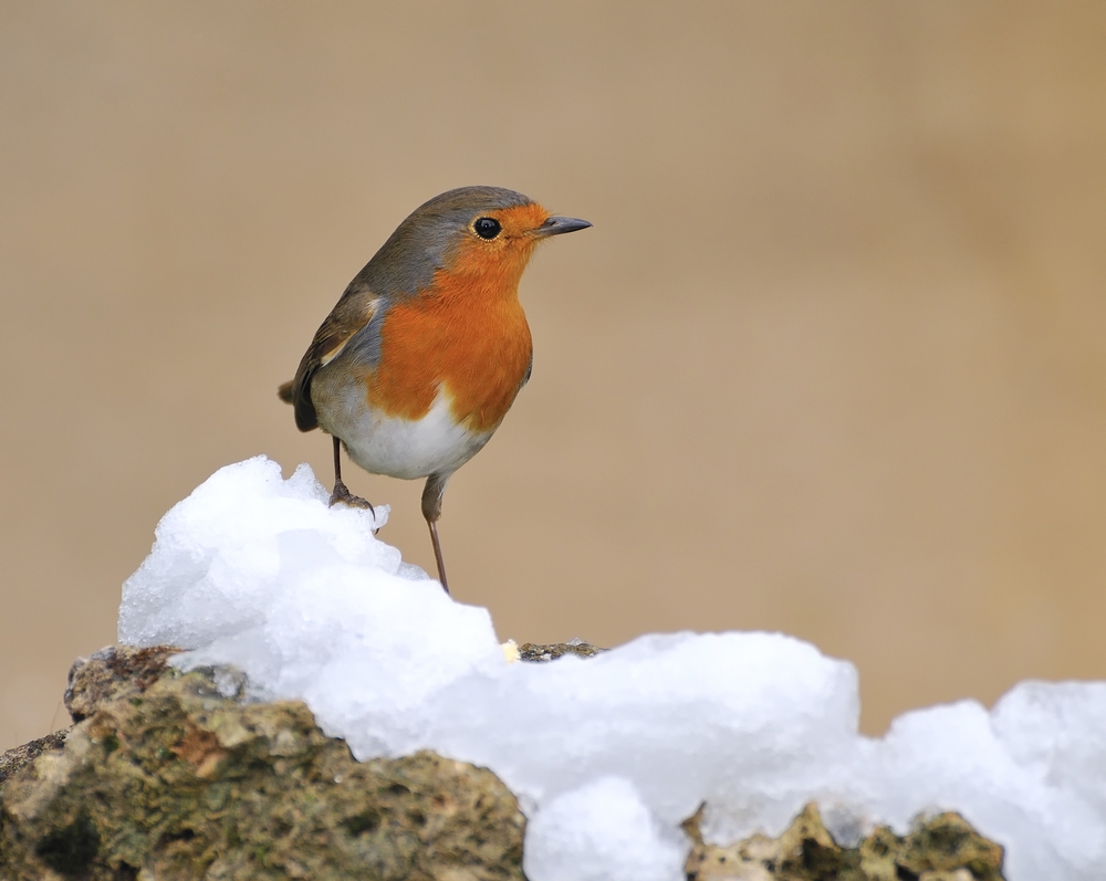 Snowbird Driving Service